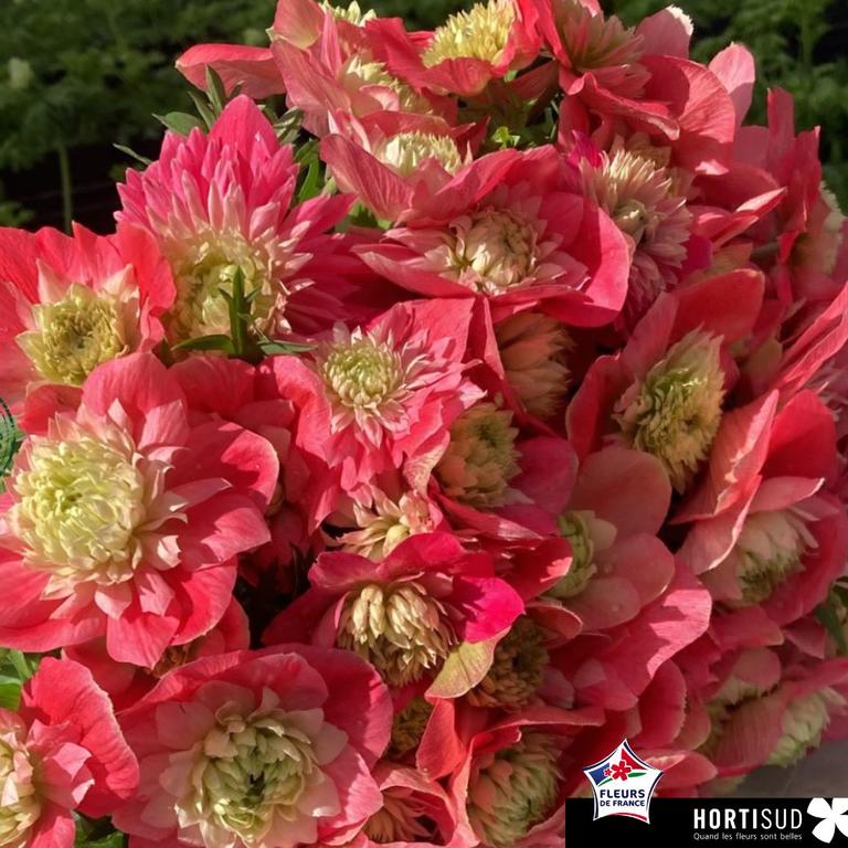 Comment se passe la saison des anémones "Levante" ? - Information ...