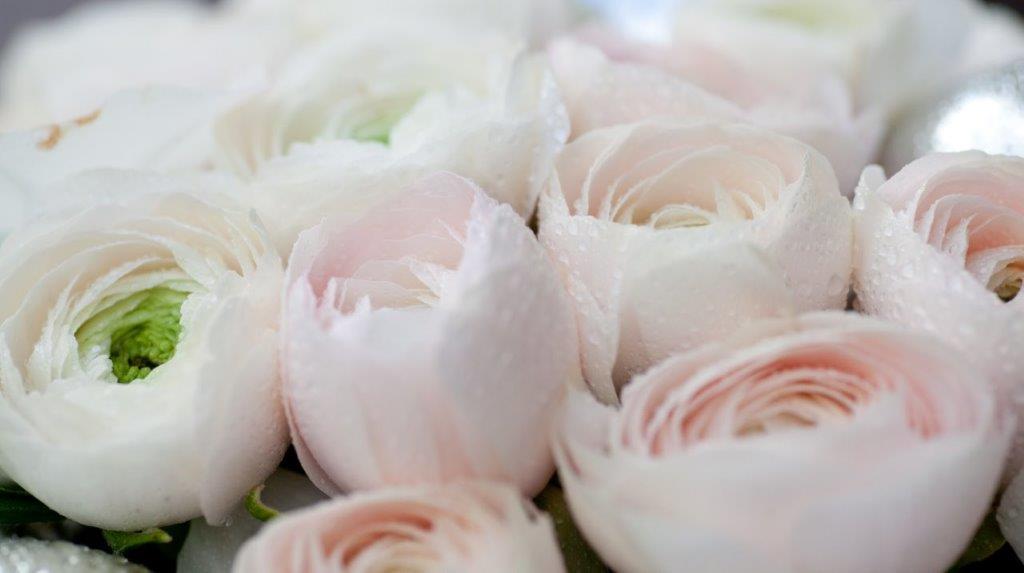 Les renoncules les plus vendues - Information produit - Actualités