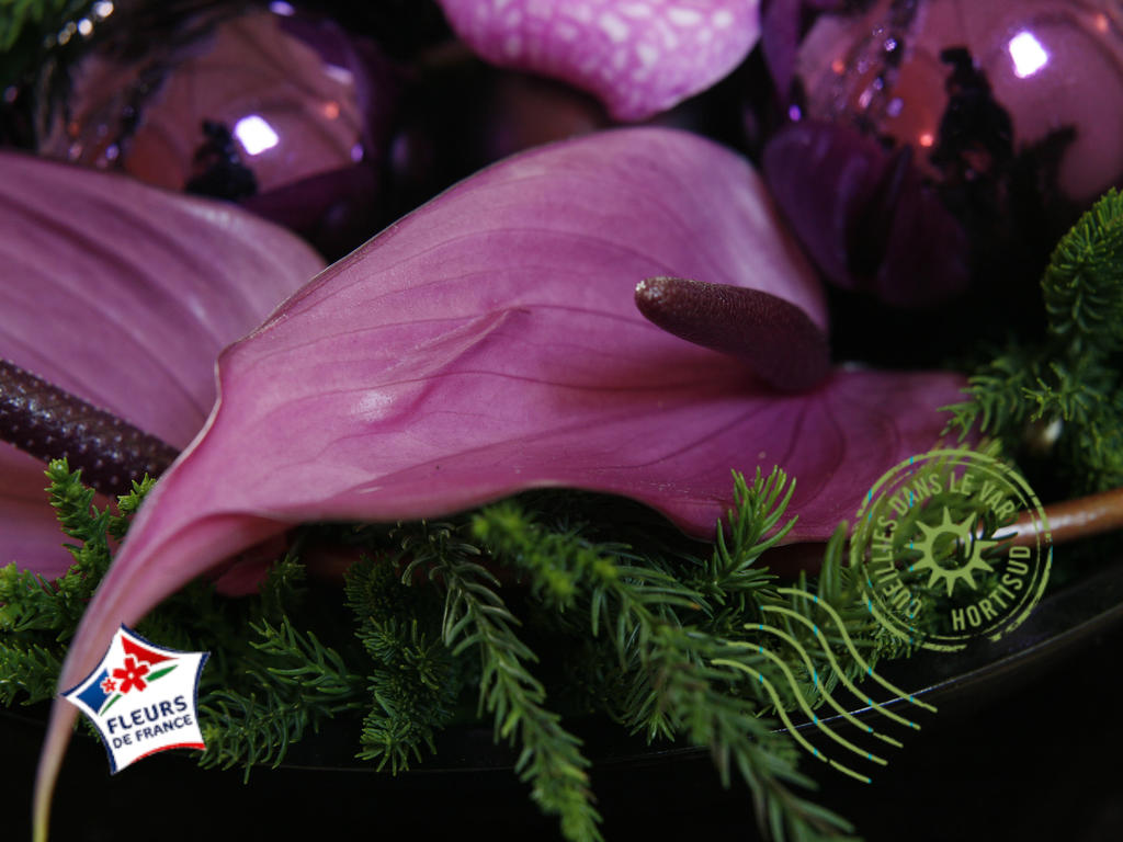 Anthurium - Fiches espèces - Les espèces