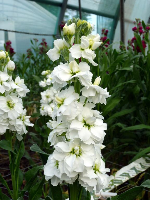 Giroflée - Fiches espèces - Les espèces