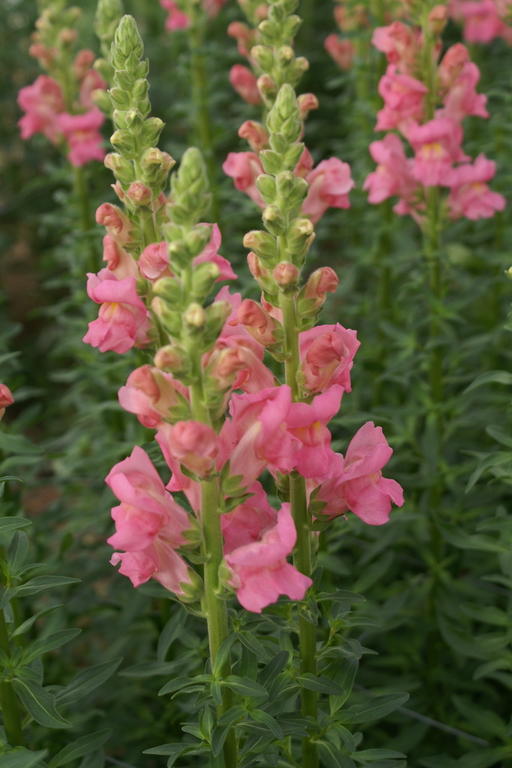 Muflier - Fiches espèces - Les espèces