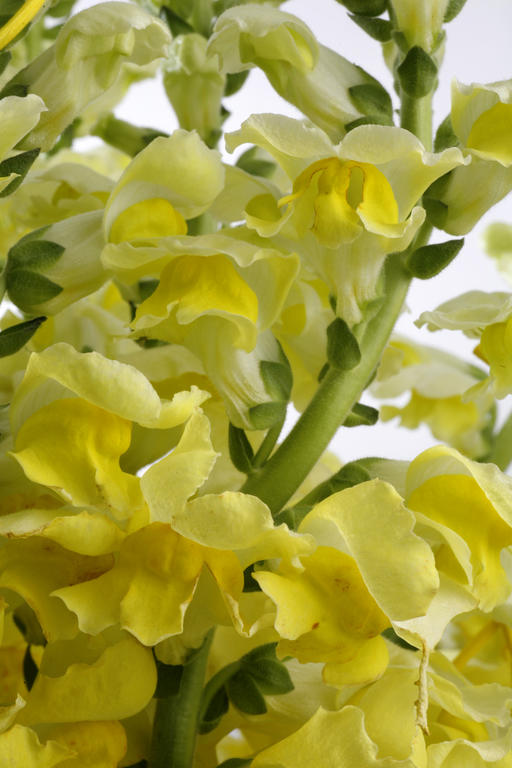 Muflier - Fiches espèces - Les espèces