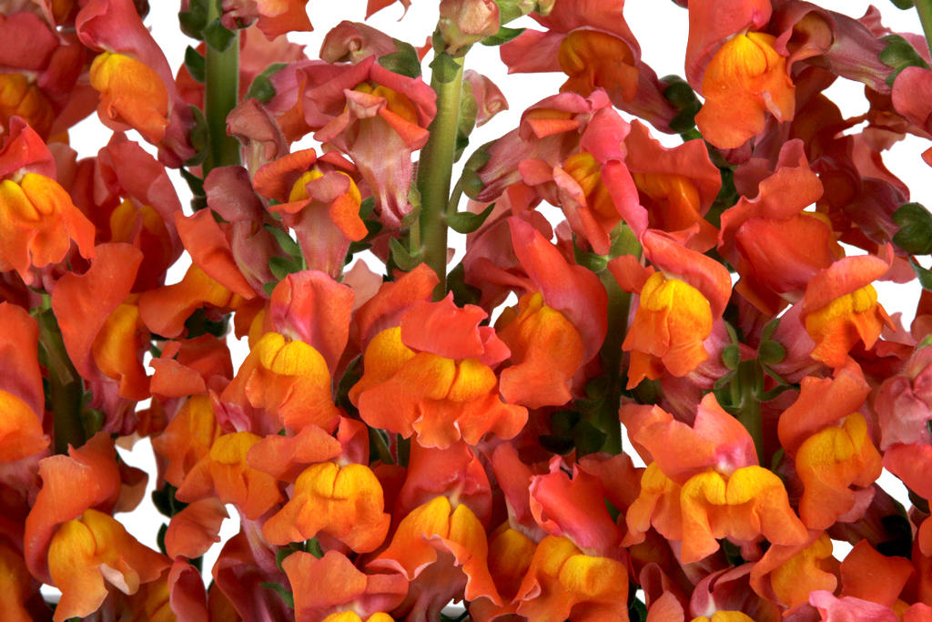 Muflier - Fiches espèces - Les espèces