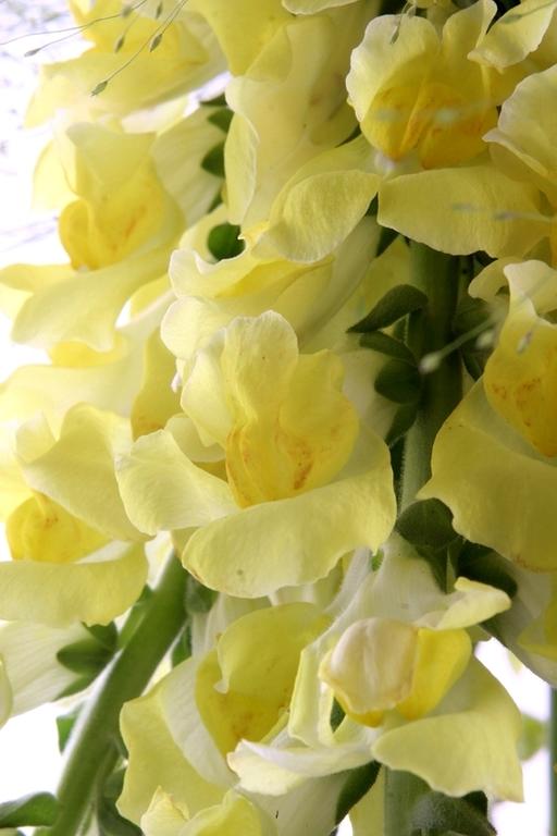 Muflier - Fiches espèces - Les espèces