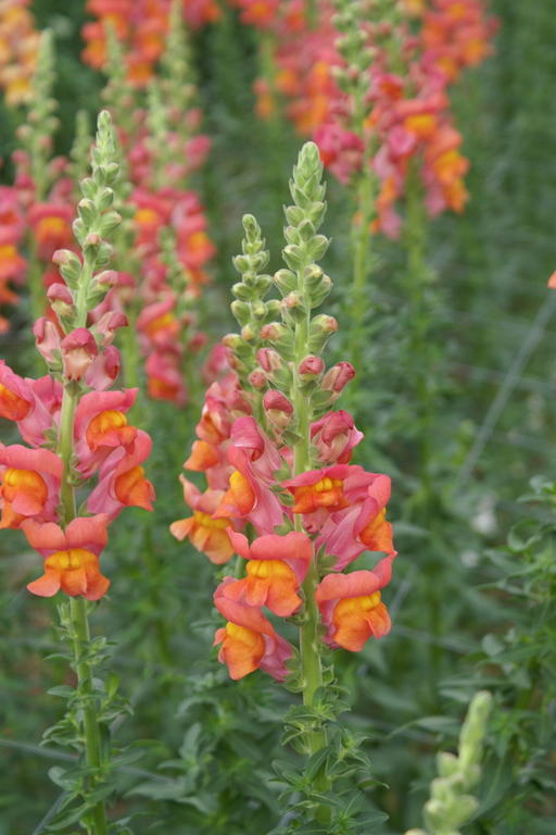 Muflier - Fiches espèces - Les espèces