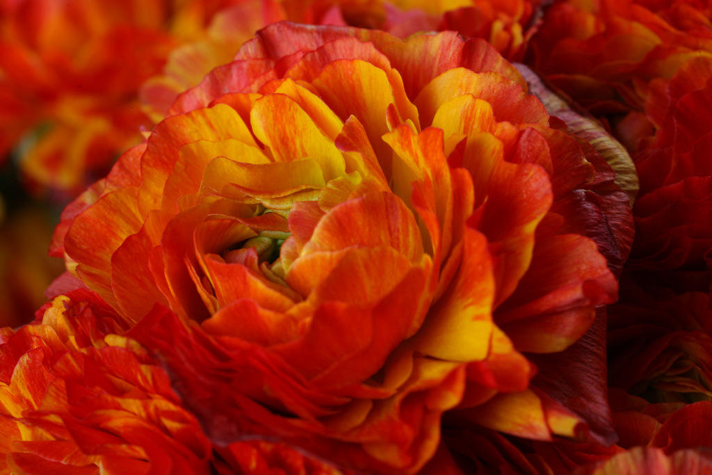 Renoncule - Fiches espèces - Les espèces