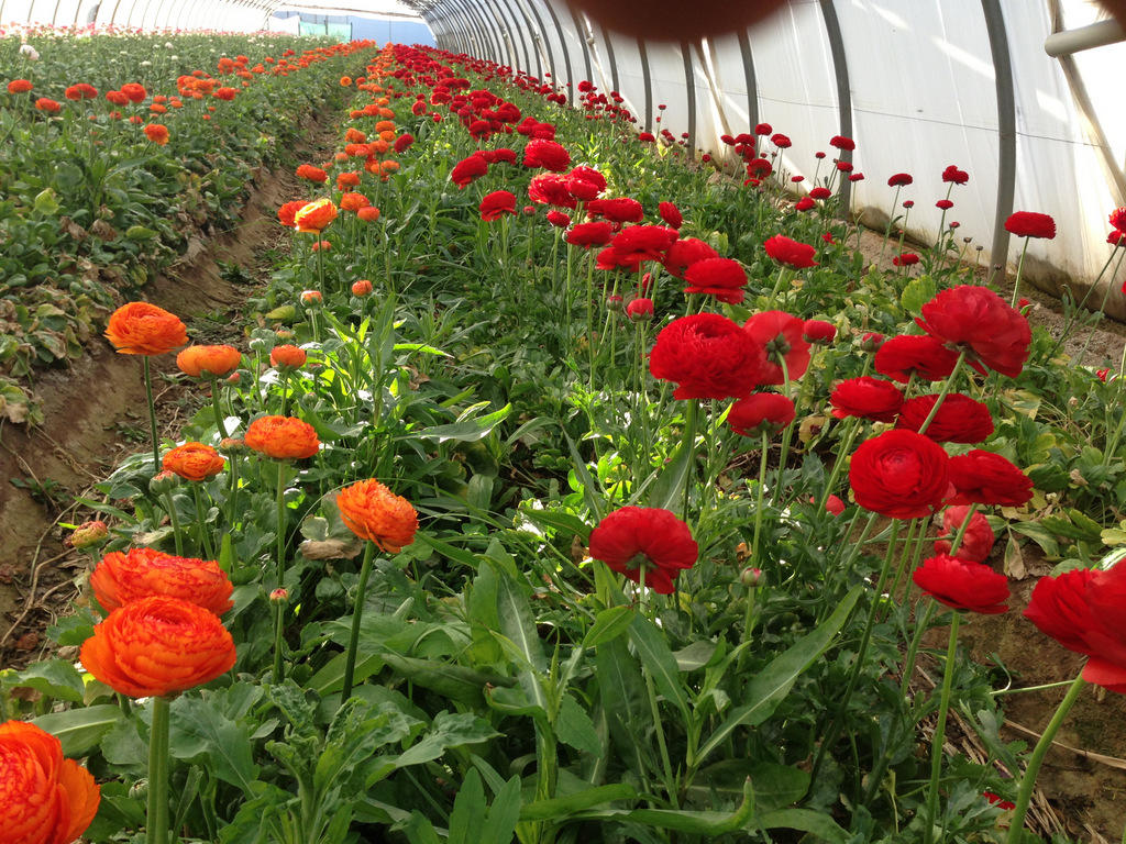 Renoncule - Fiches espèces - Les espèces