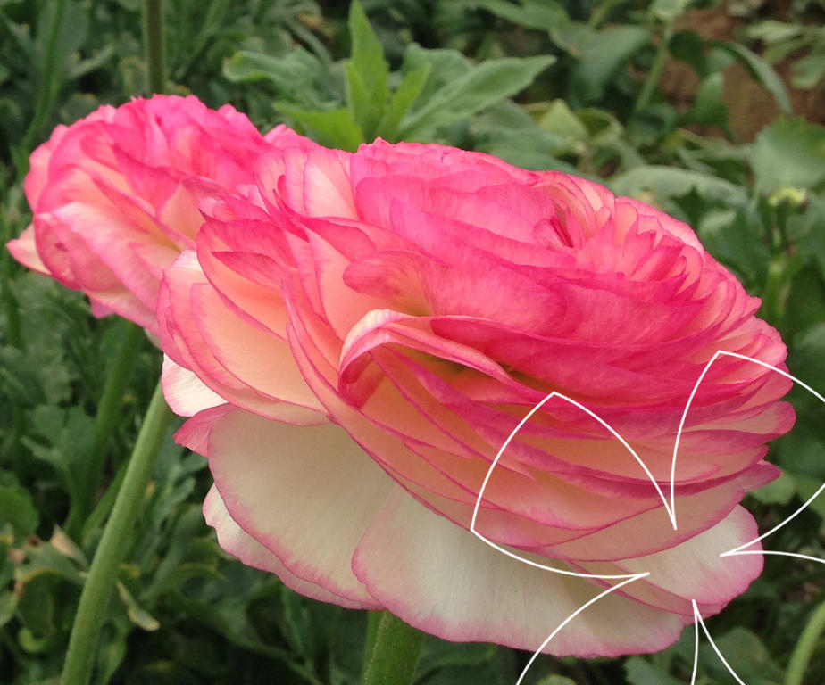 Renoncule - Fiches espèces - Les espèces