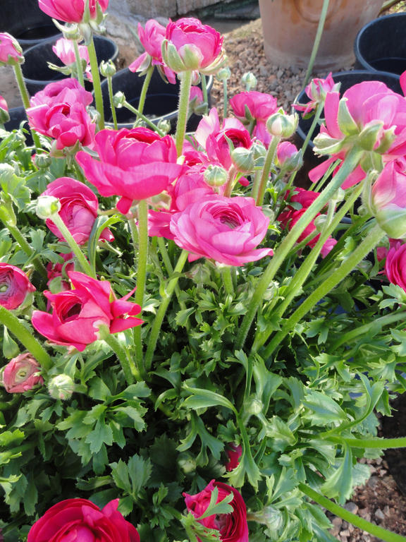 Renoncule - Fiches espèces - Les espèces