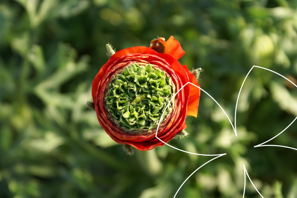 Renoncule - Fiches espèces - Les espèces