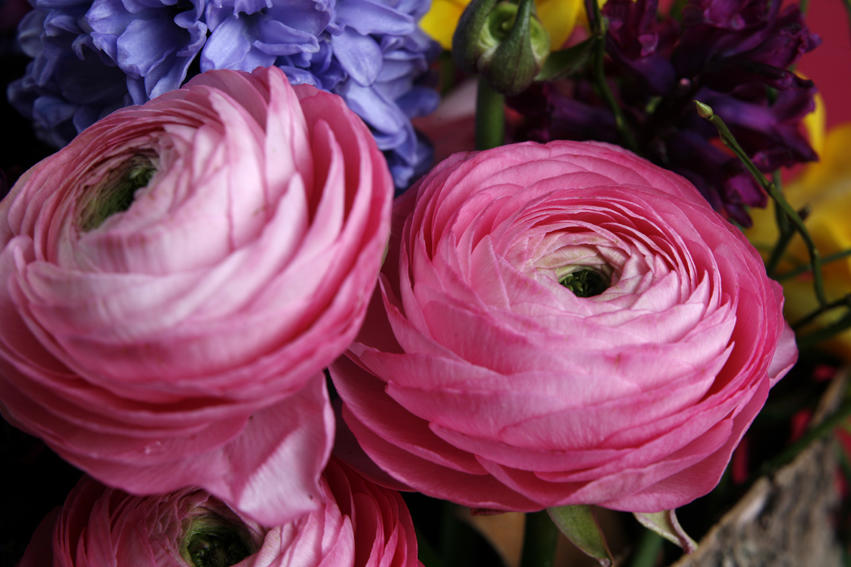 Renoncule - Fiches espèces - Les espèces