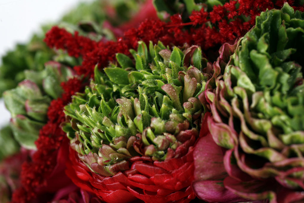 Renoncule - Fiches espèces - Les espèces