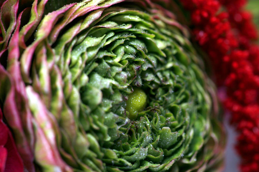 Renoncule - Fiches espèces - Les espèces