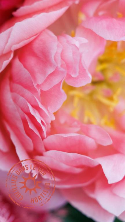 Pivoine - Fiches espèces - Les espèces
