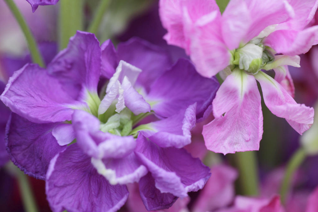 Giroflée - Fiches espèces - Les espèces