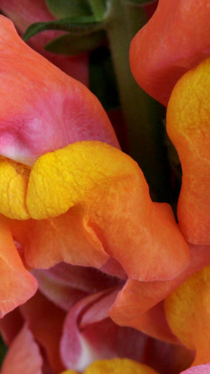 Muflier - Présentation des espèces - Les espèces