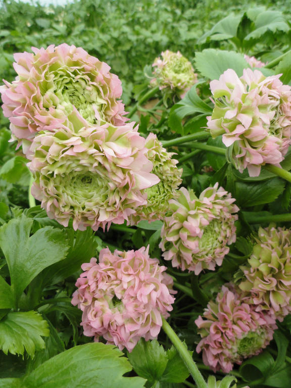 Les renoncules clones - Divers - Actualités