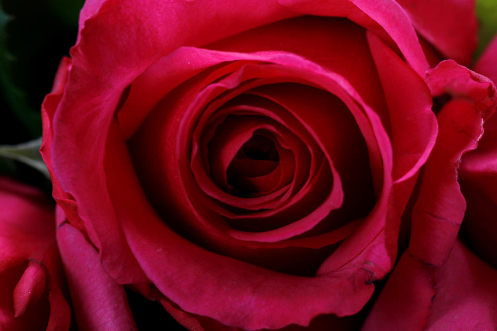 Rose - Fiches espèces - Les espèces